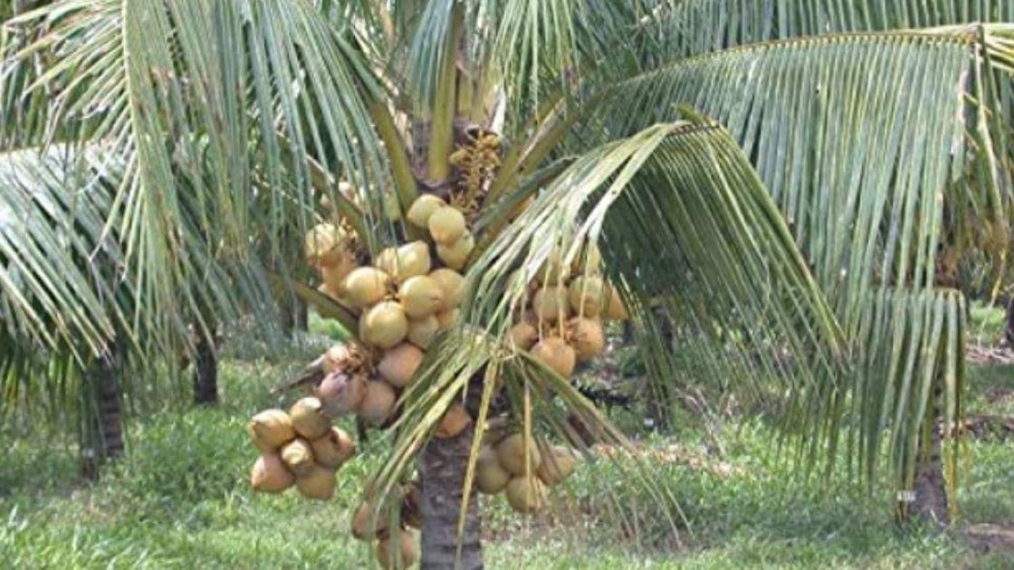 Coconut :- Which are essential elements in Coconut nutrition?