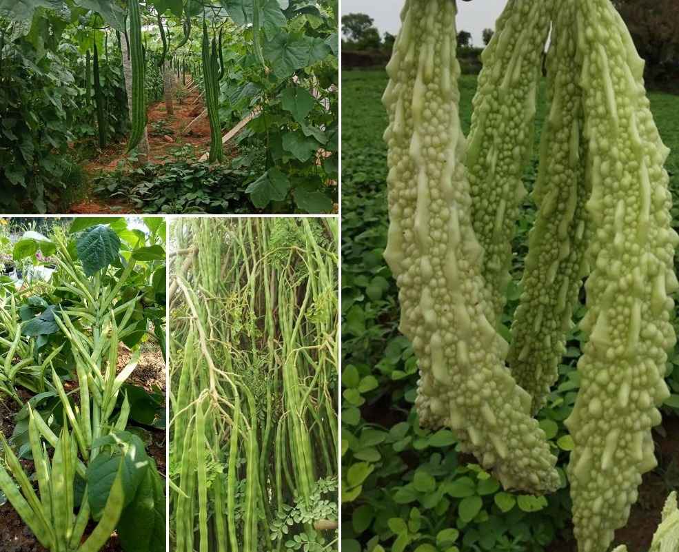 winter :- the Best crops for winter season to plant in india?